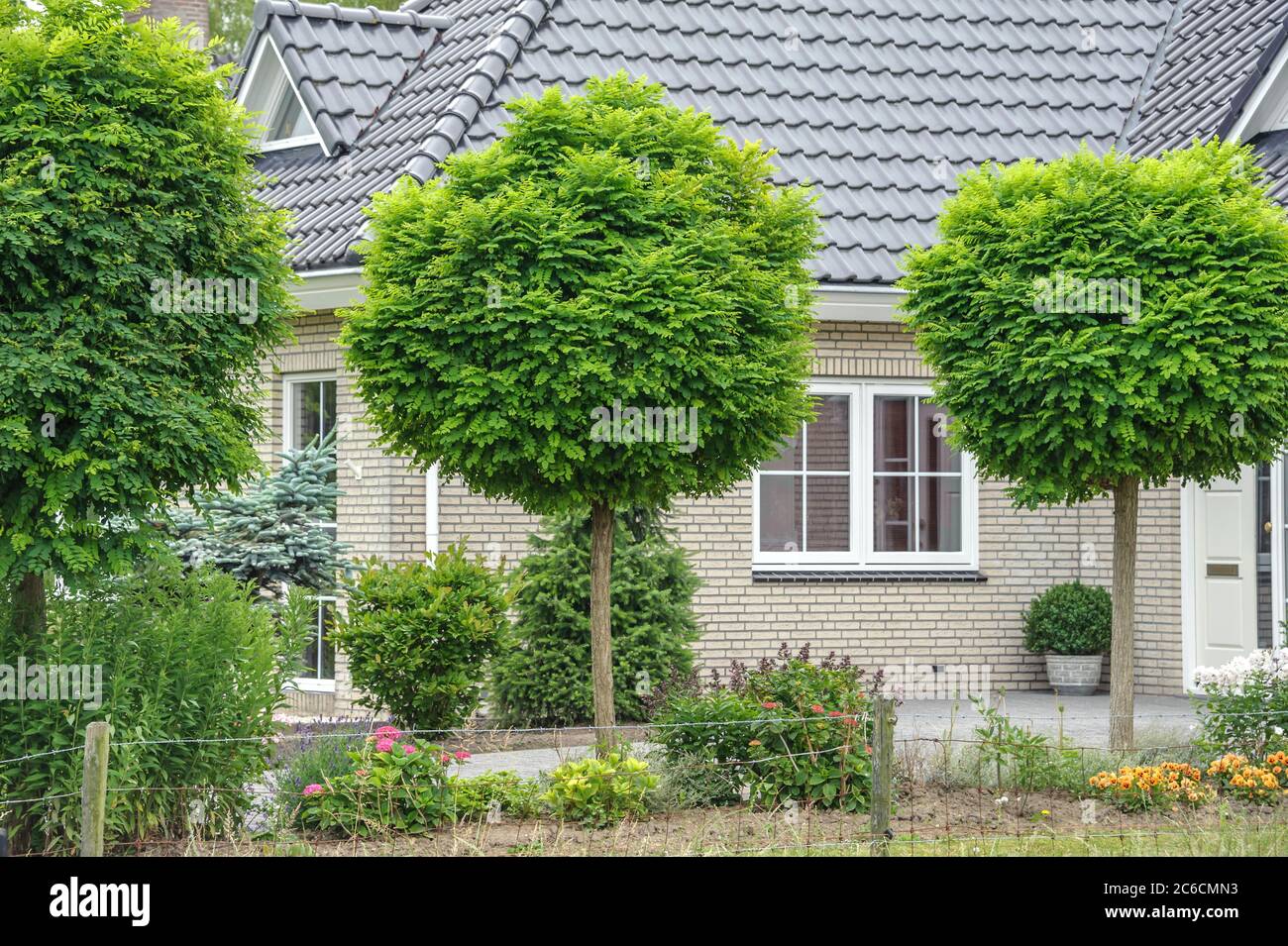Kugel-Robinie, Robinia pseudoacacia Umbraculifera, Ball black locust ...
