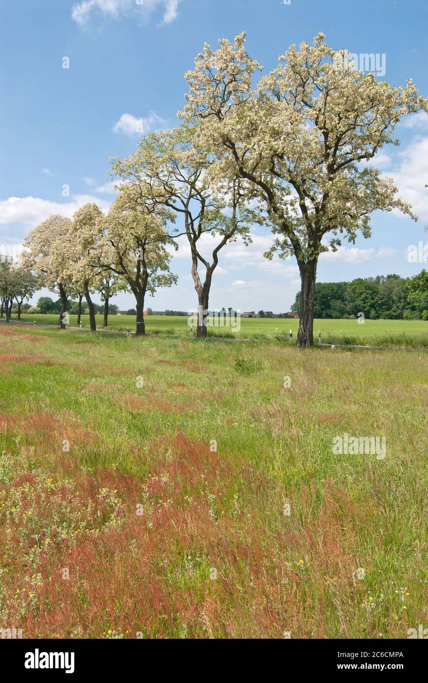 Robinien-Allee, Robinia pseudoacacia, Locust-Allee, Robinia ...