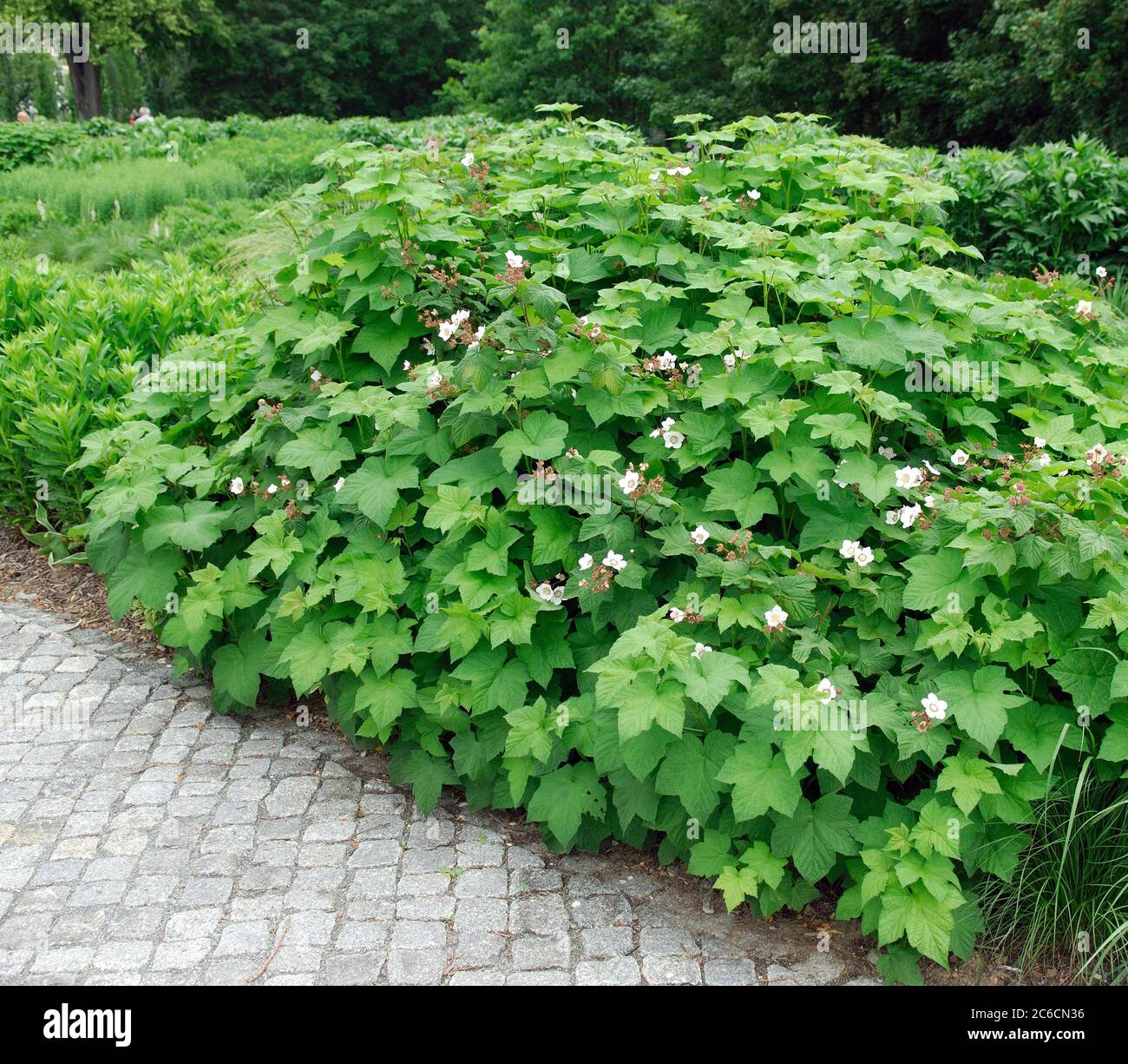 Rubus parviflorus, Rubus parviflorus Stock Photo - Alamy