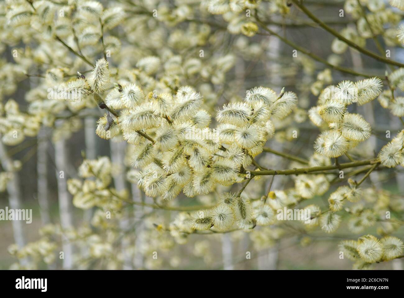 Sal-Weide, Salix caprea, Sal willow, Salix caprea Stock Photo - Alamy