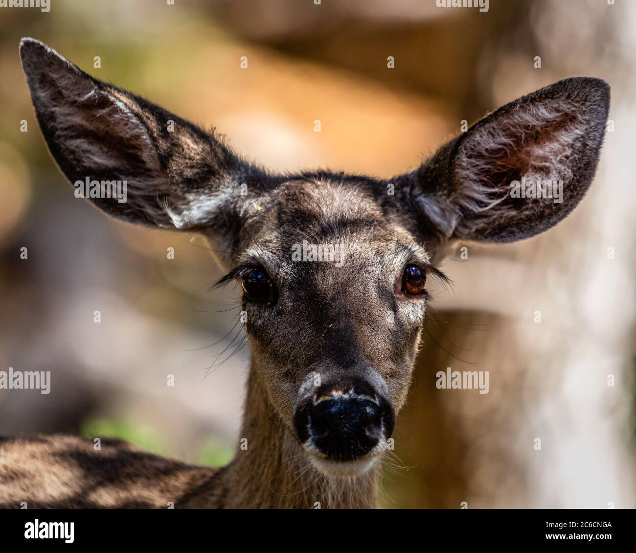 Mule deer arizona hi-res stock photography and images - Alamy