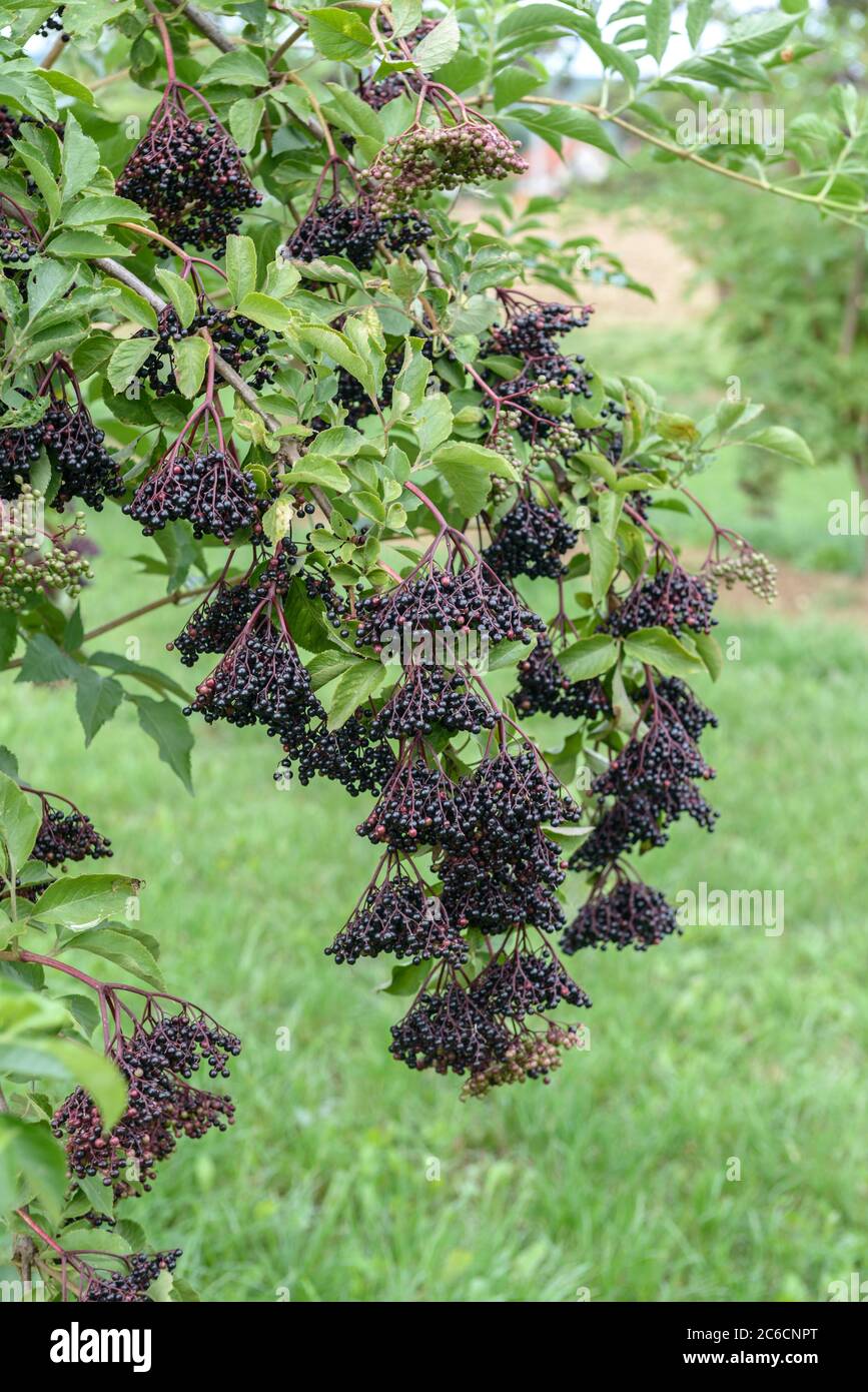 Schwarzer Holunder, Sambucus nigra Haschberg, Elderberry, Sambucus ...