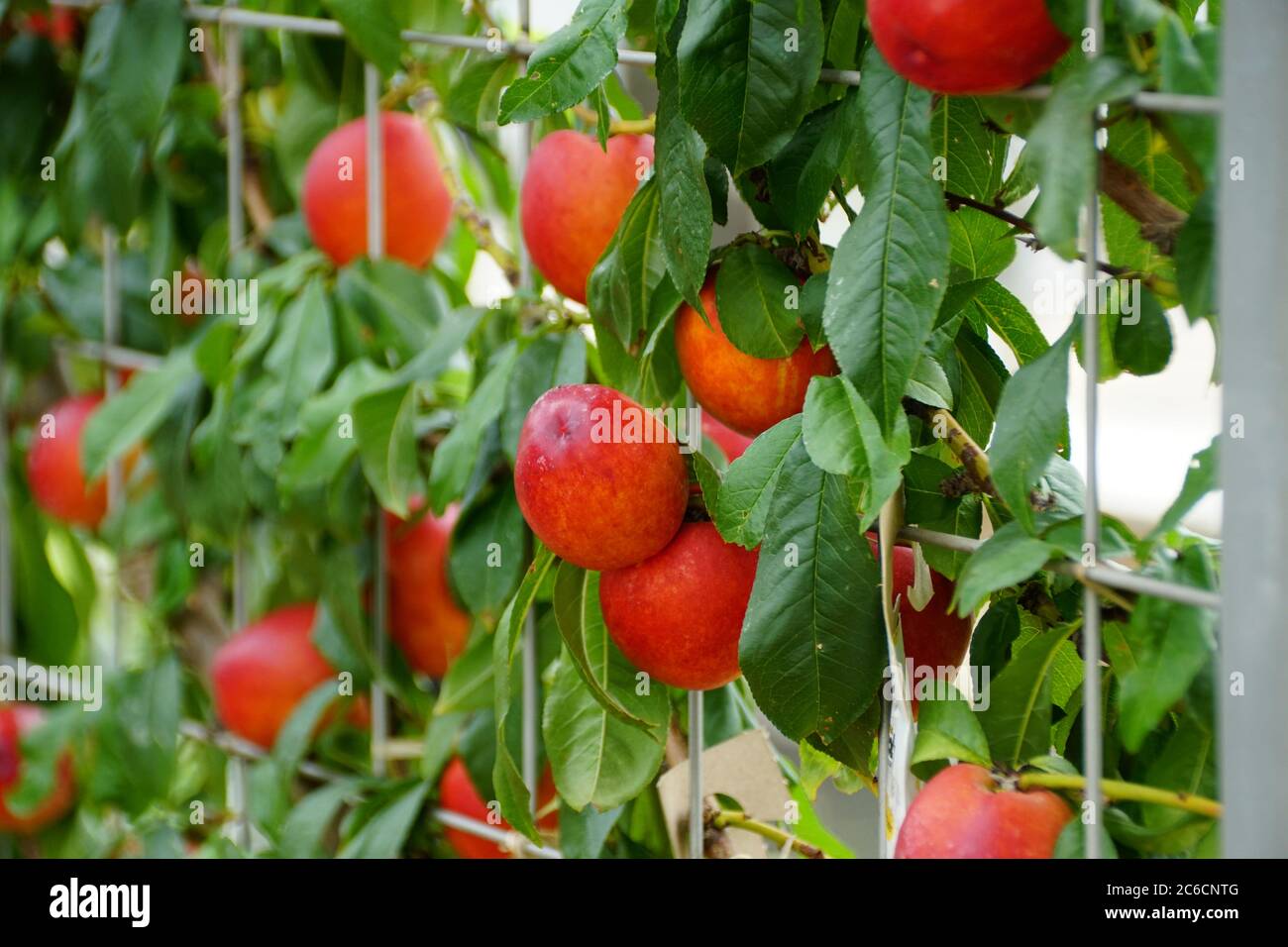 A bunch of red nectarine 'Fantasia' fruits on the tree Stock Photo - Alamy