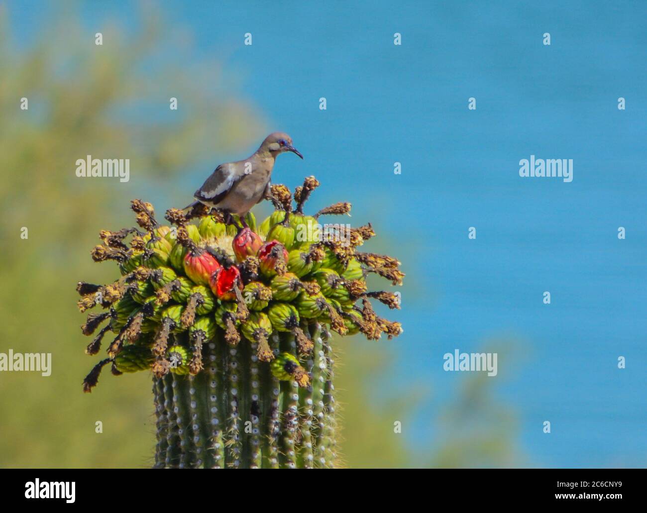 A White-winged Dove, Zenaida Asiatica, feeding on fruit of the saguaro ...