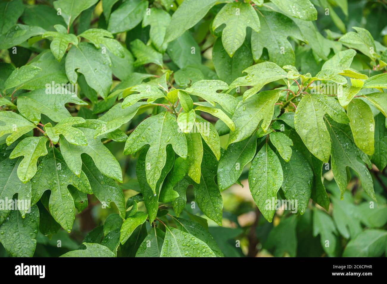 Sassafras tree hi-res stock photography and images - Alamy