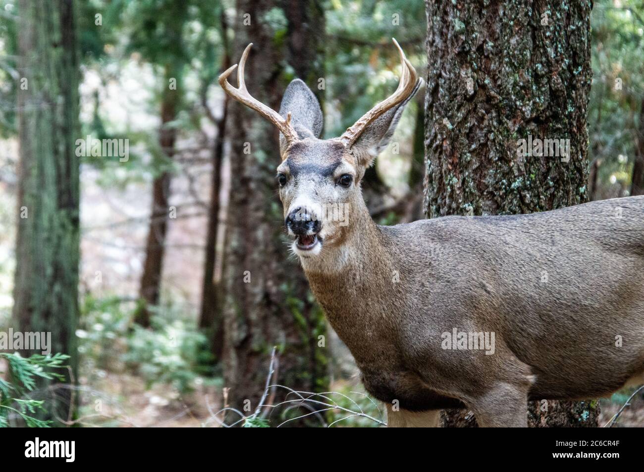 Mule deer trophy hi-res stock photography and images - Alamy