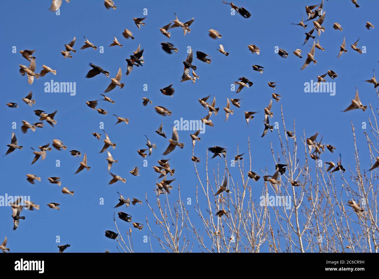 Flying a flock of birds from one tree to other Stock Photo - Alamy