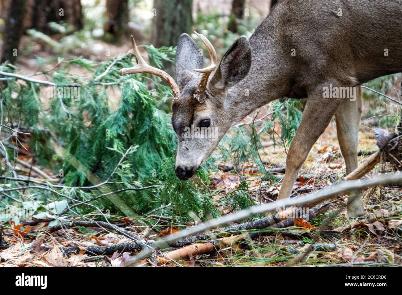 Mule Deer Feeding in Yosemite National Park Stock Photo - Alamy