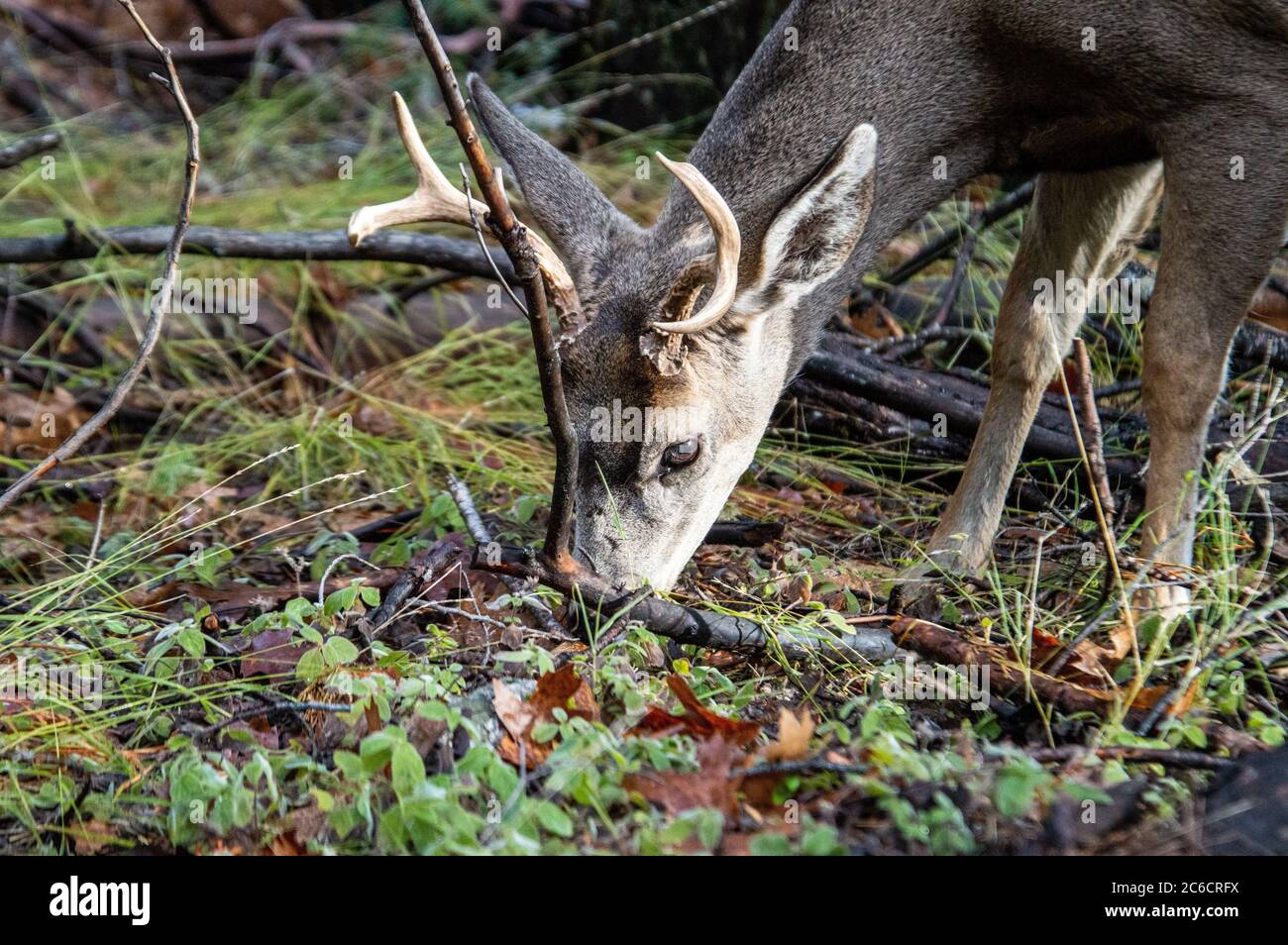 Mule Deer Feeding in Yosemite National Park Stock Photo - Alamy