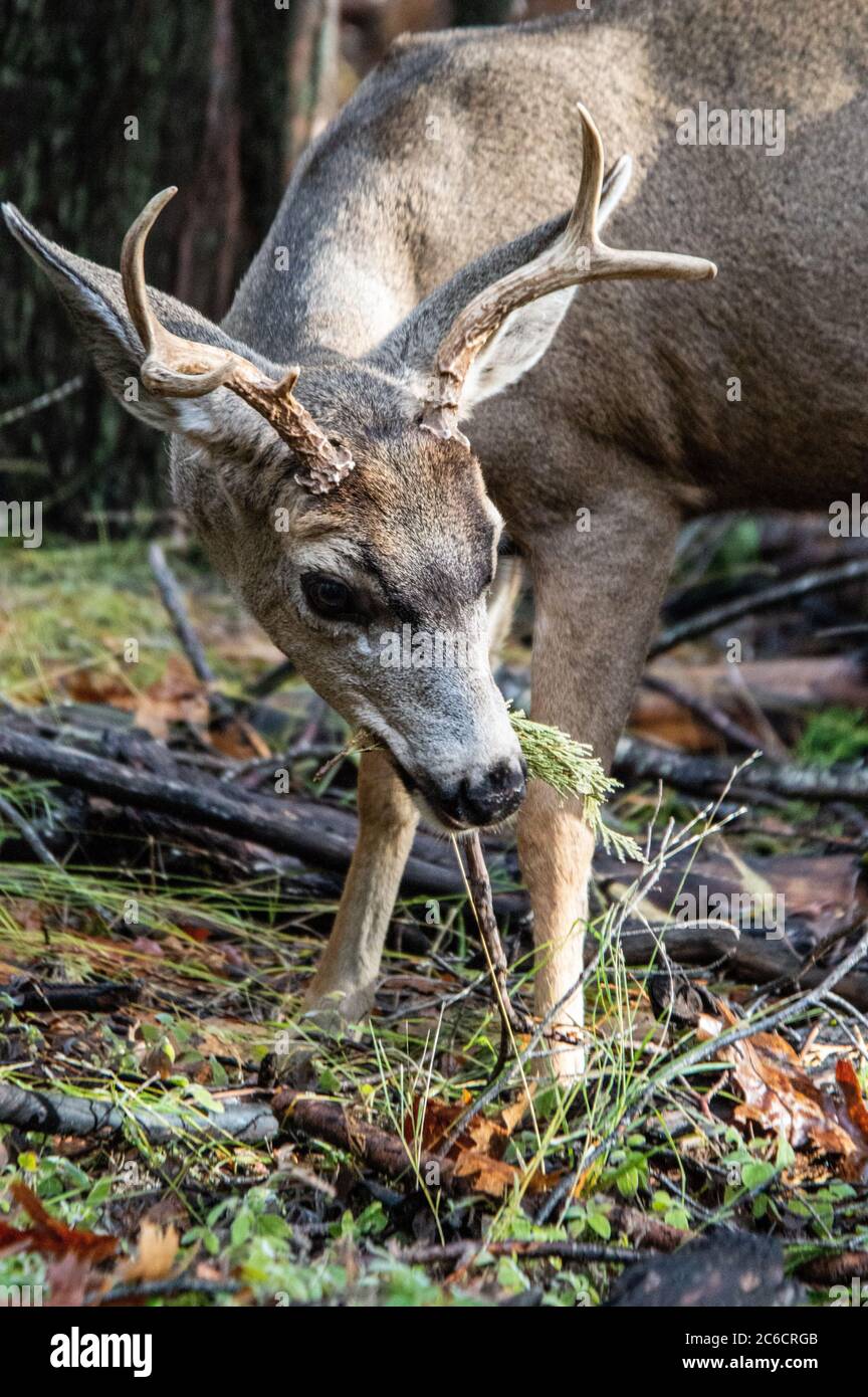 Trophy black tailed deer buck feeding hi-res stock photography and ...