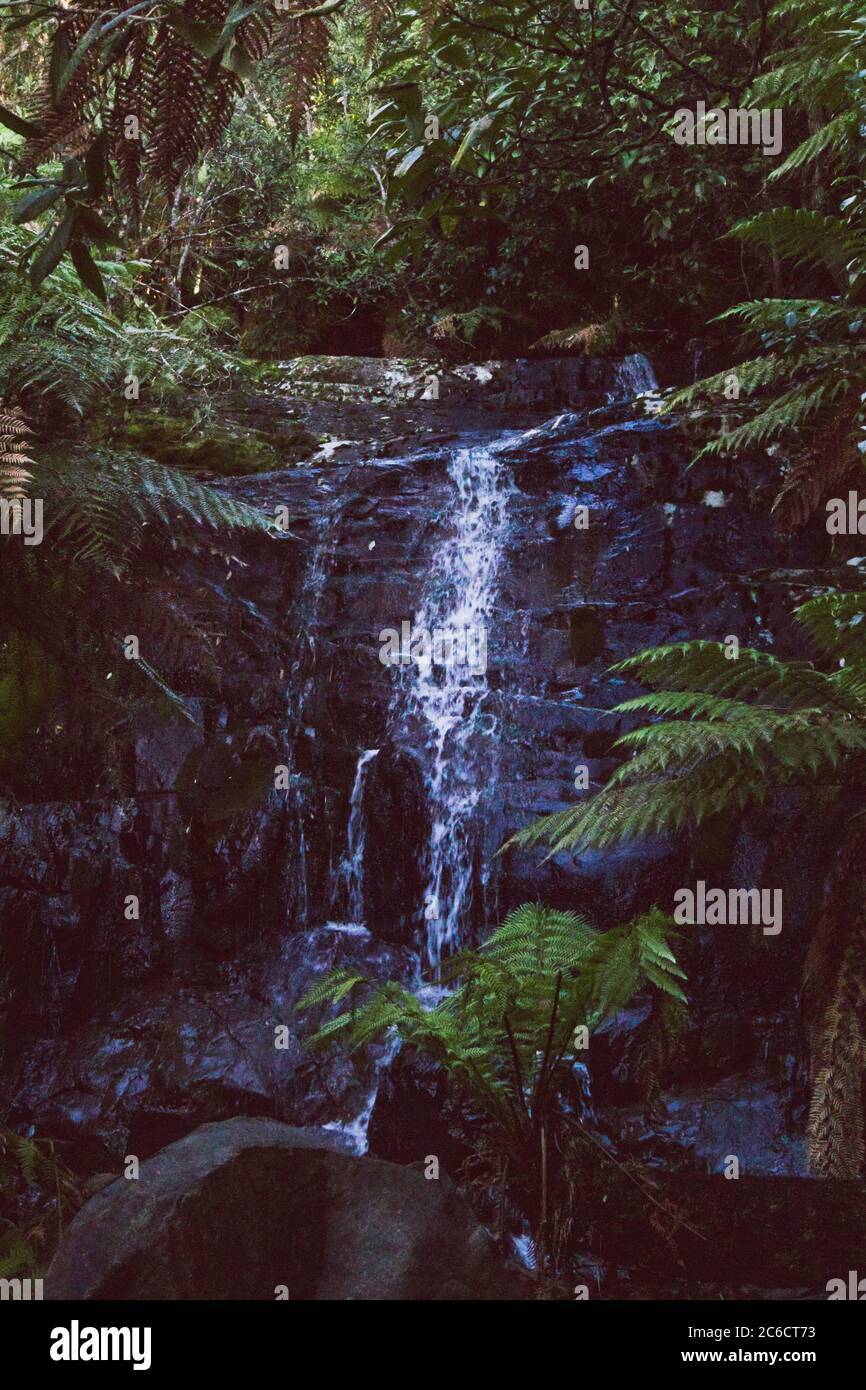 Myrtle forest in tasmania australia hi-res stock photography and images ...
