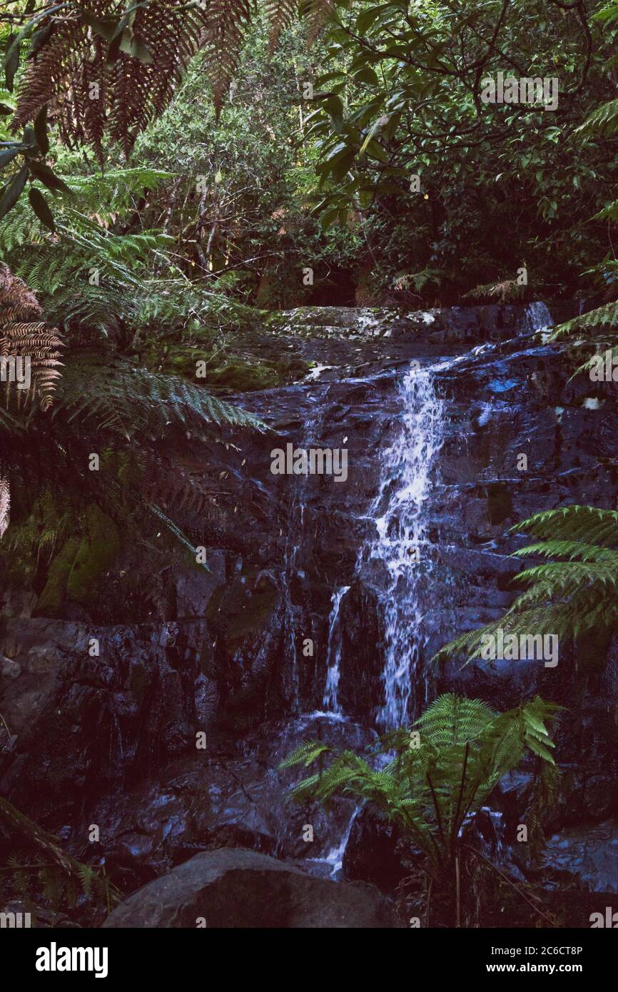 Myrtle forest in tasmania australia hi-res stock photography and images ...