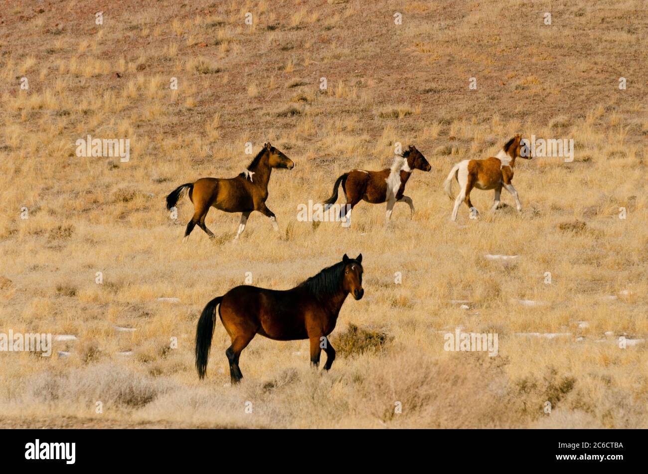 wild Mustangs in the Nevada desert, USA Stock Photo - Alamy