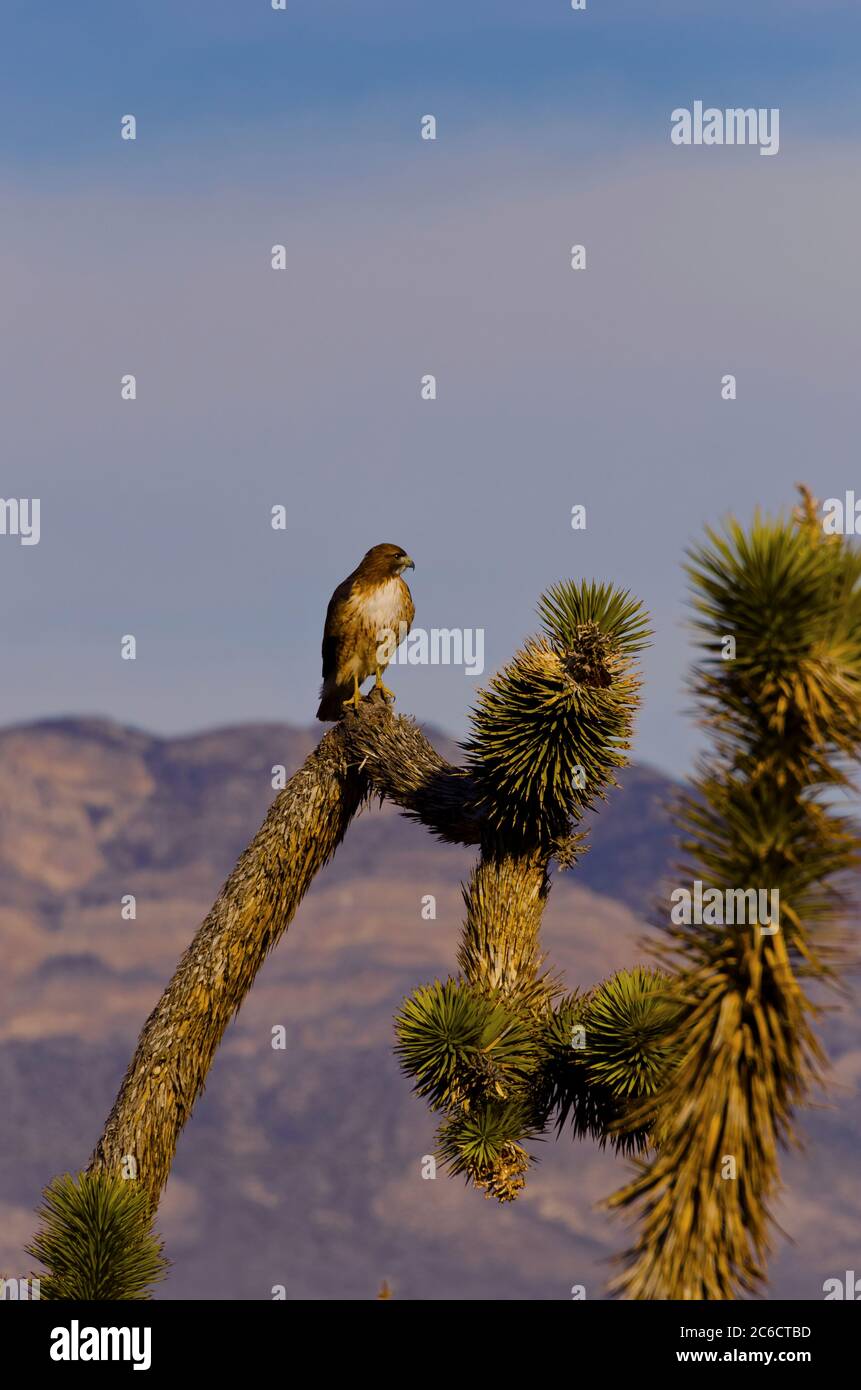 Bird of prey in the desert of Nevada, USA Stock Photo - Alamy