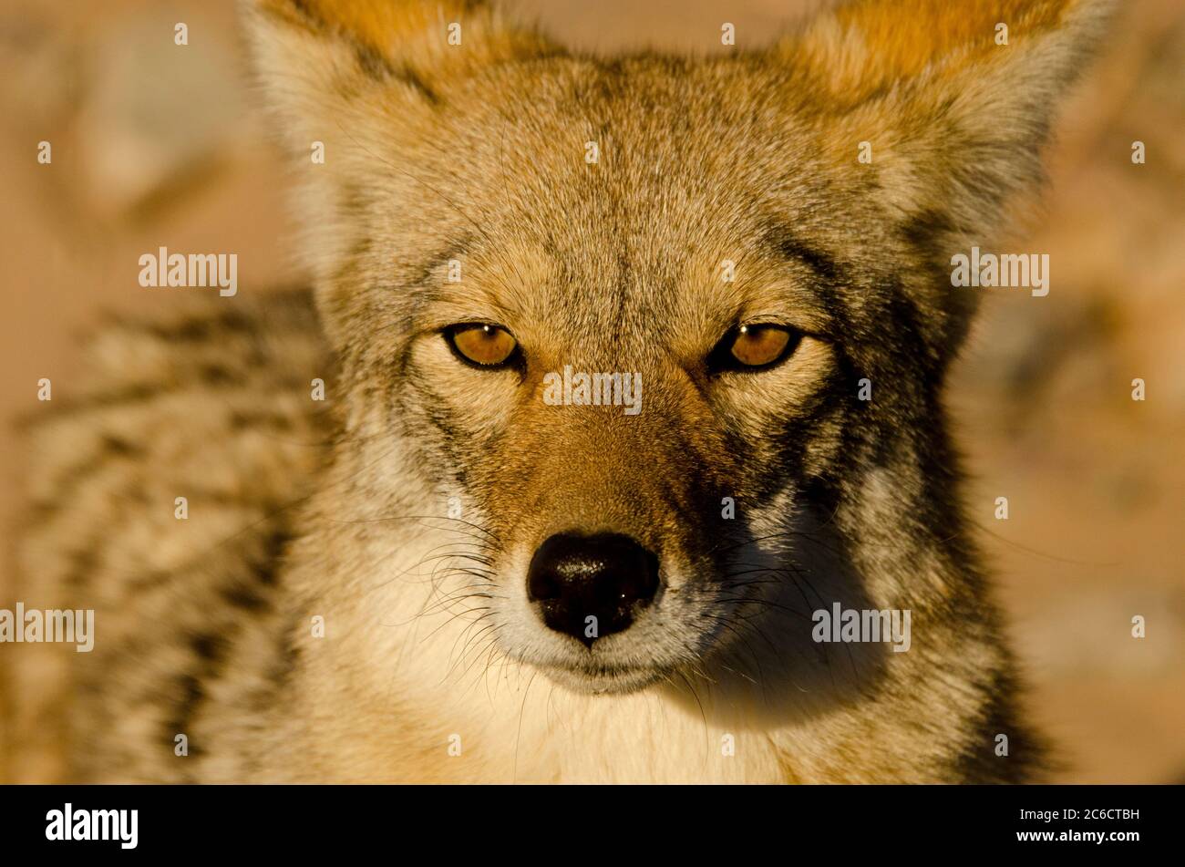 Desert animal coyote hi-res stock photography and images - Alamy