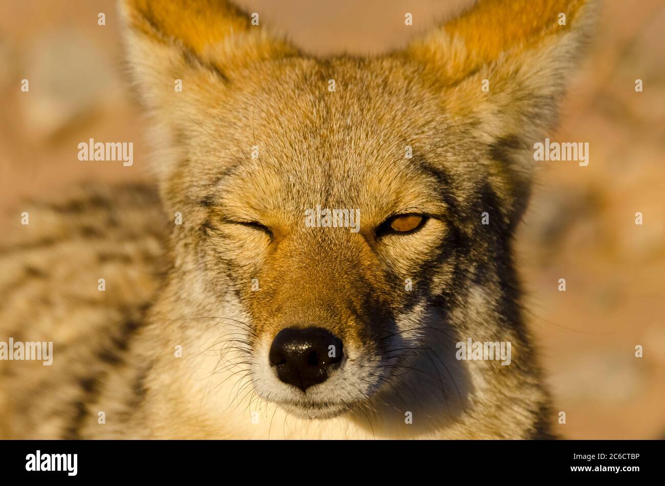 Coyote in the desert in Nevada Stock Photo - Alamy