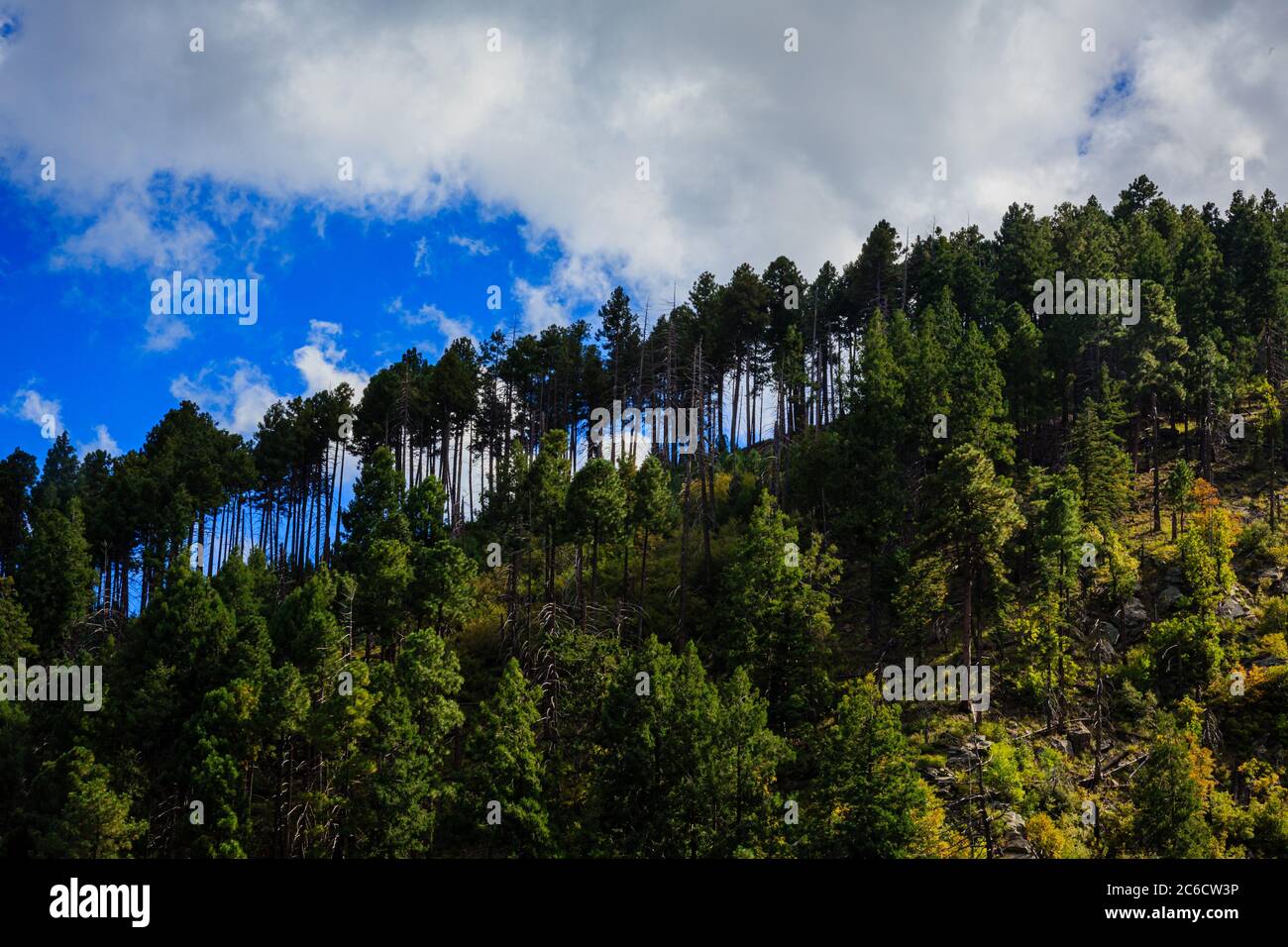Late afternoon light brightens the forest as the sky appears through ...