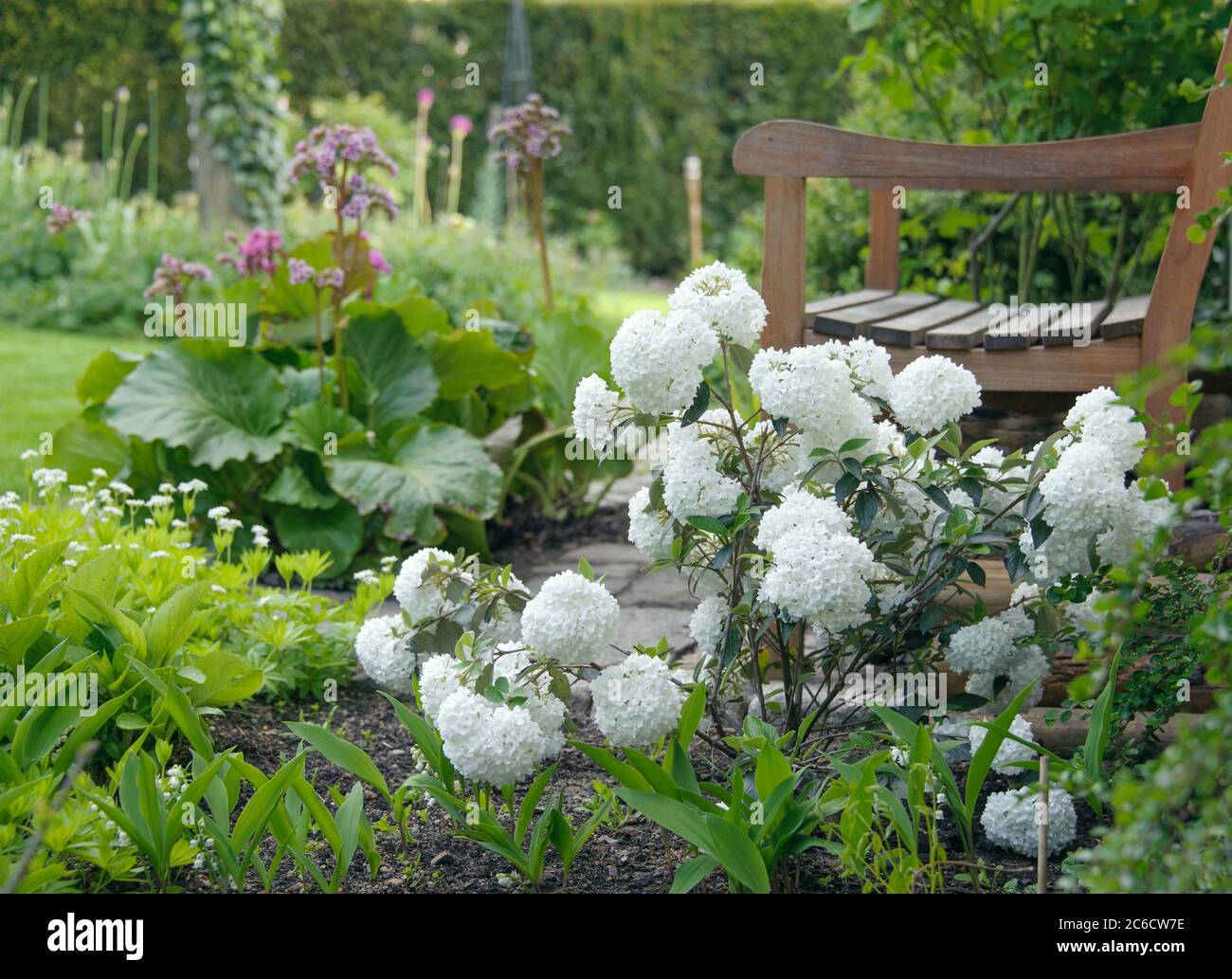 Immergruener Schneeball, Viburnum Eskimo, Evergreen snowball, Viburnum ...