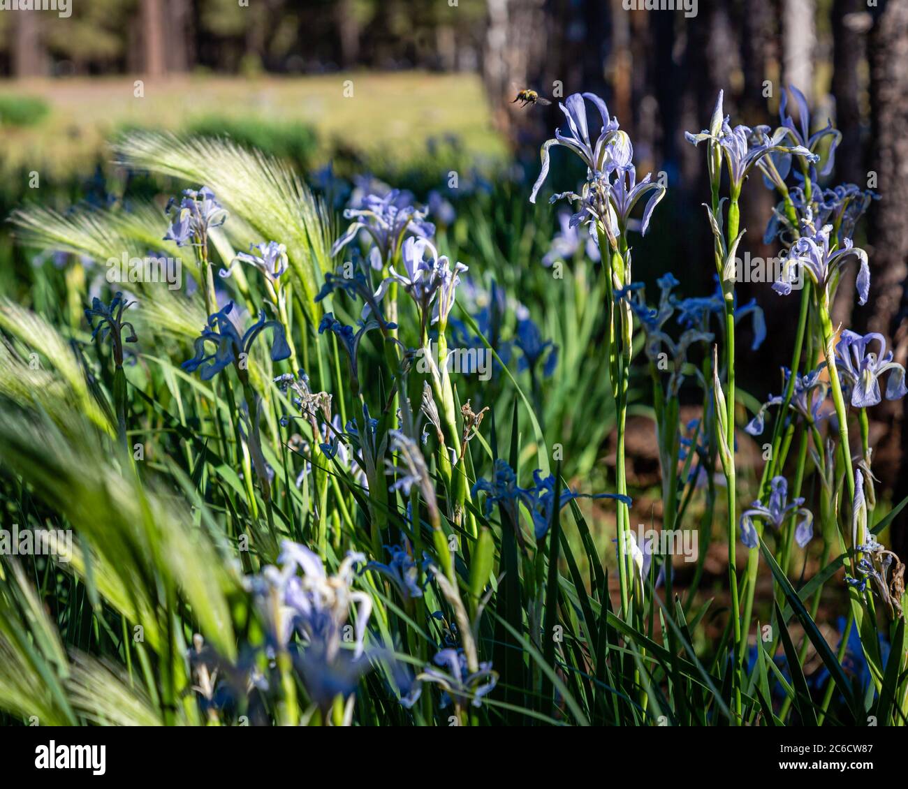 A bumble bee pollinates wild irises in the White Mountains of east ...