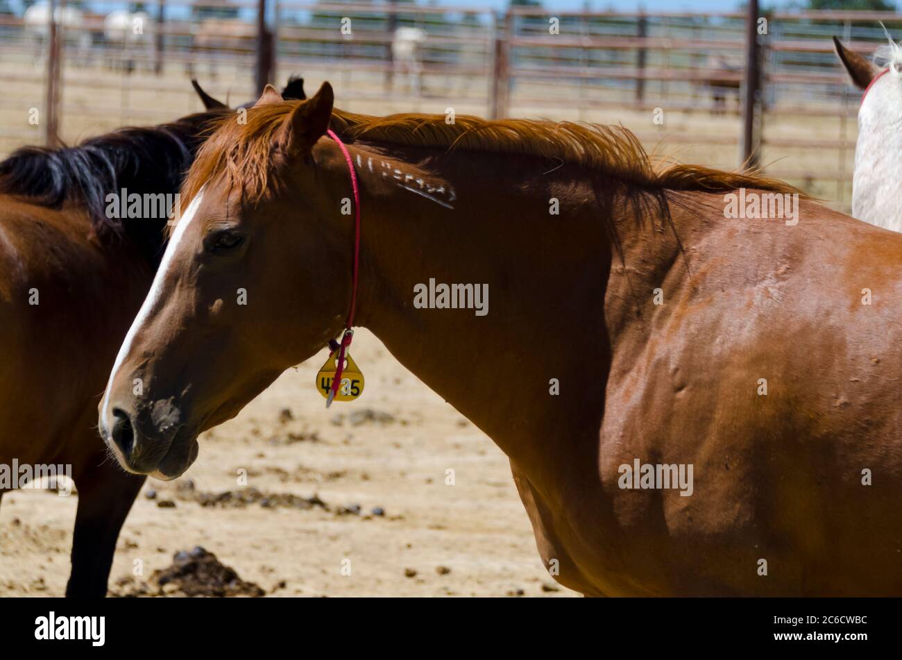 Wild Mustang horses captured and held in pens, at BLM Wild Horse ...