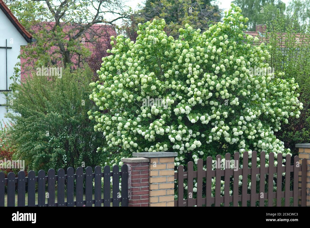 Schneeball, Viburnum opulus Roseum, Snowball, Viburnum opulus roseum ...