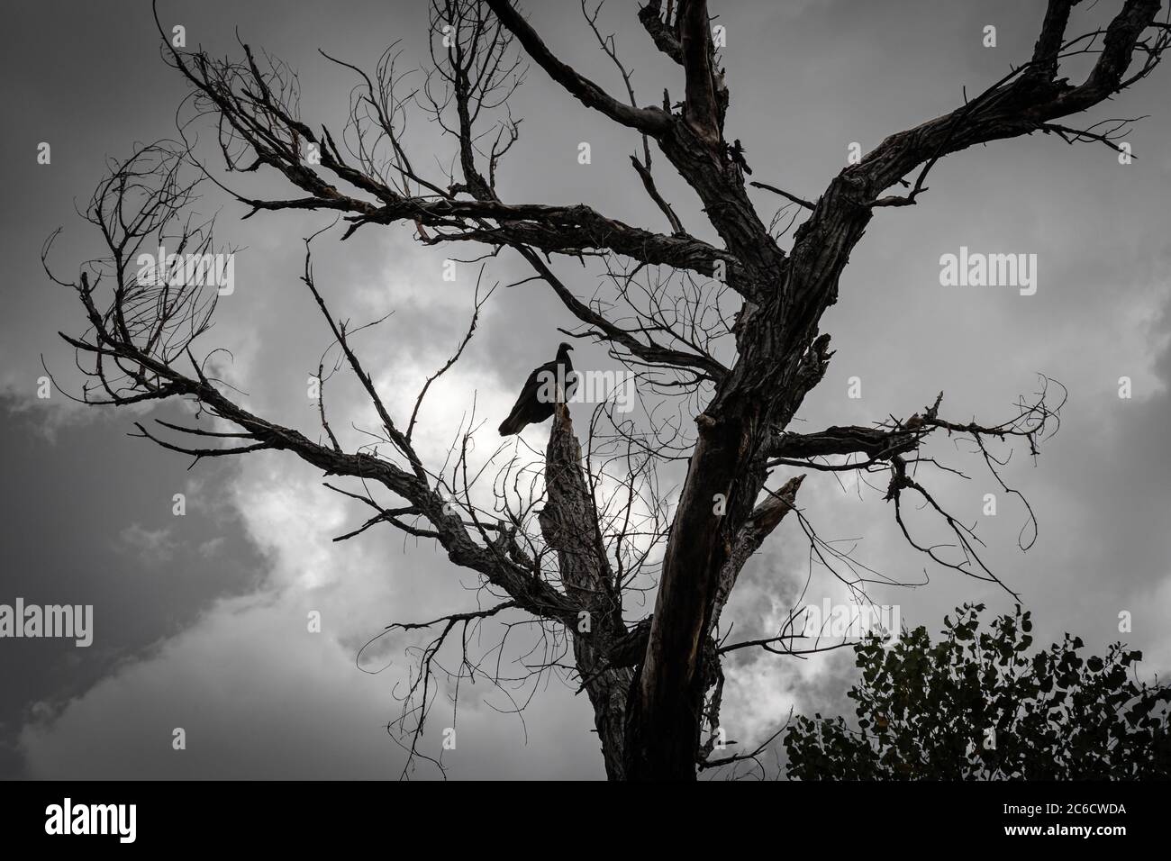 Creepy Dead Trees At Night