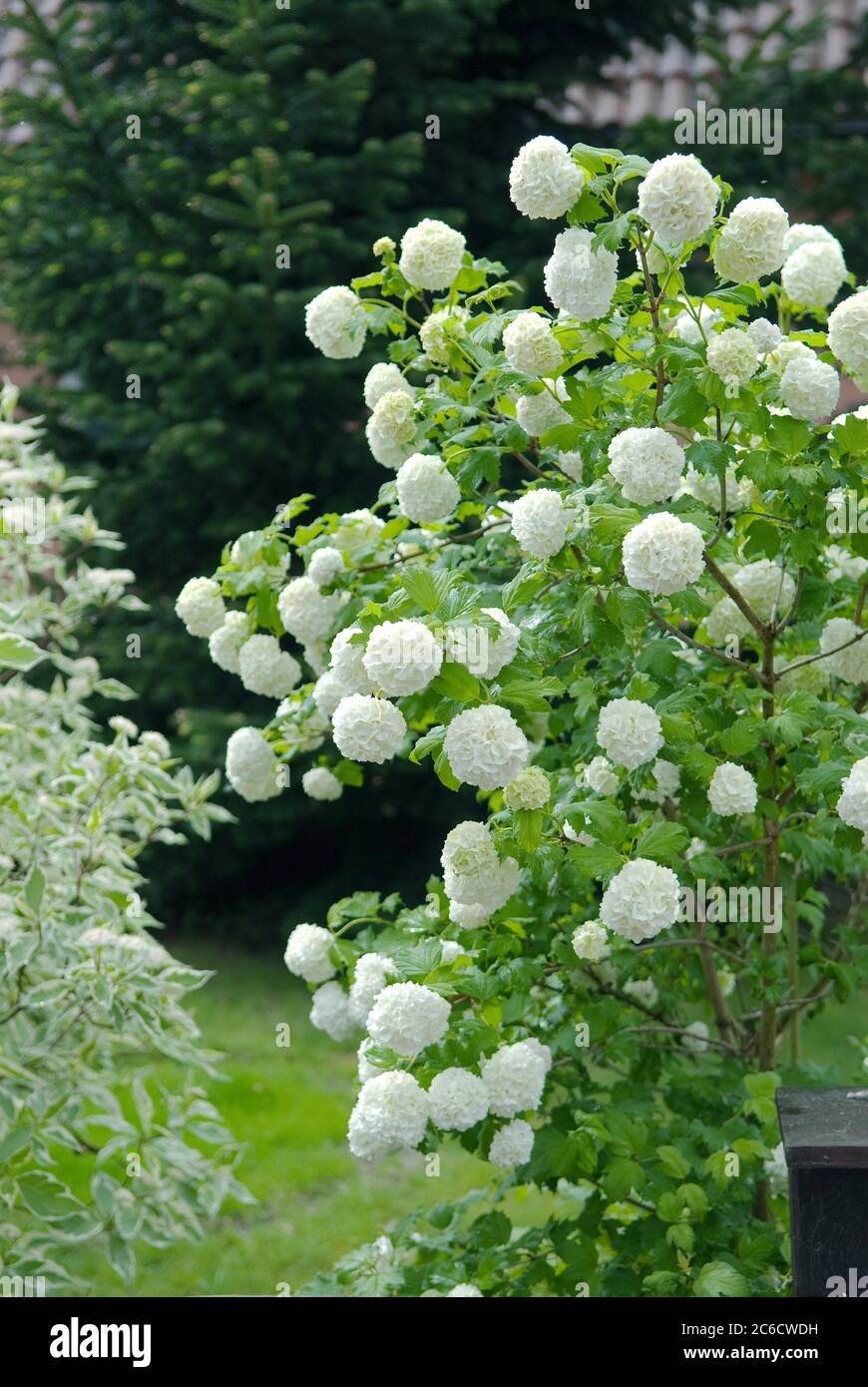 Schneeball, Viburnum opulus Roseum, Snowball, Viburnum opulus roseum ...