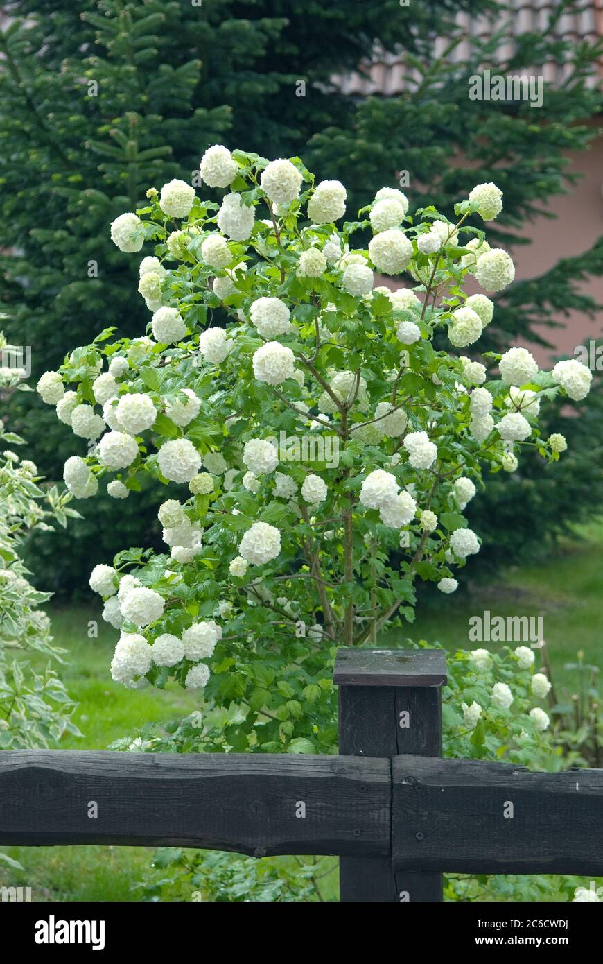 Schneeball, Viburnum opulus Roseum, Snowball, Viburnum opulus roseum ...