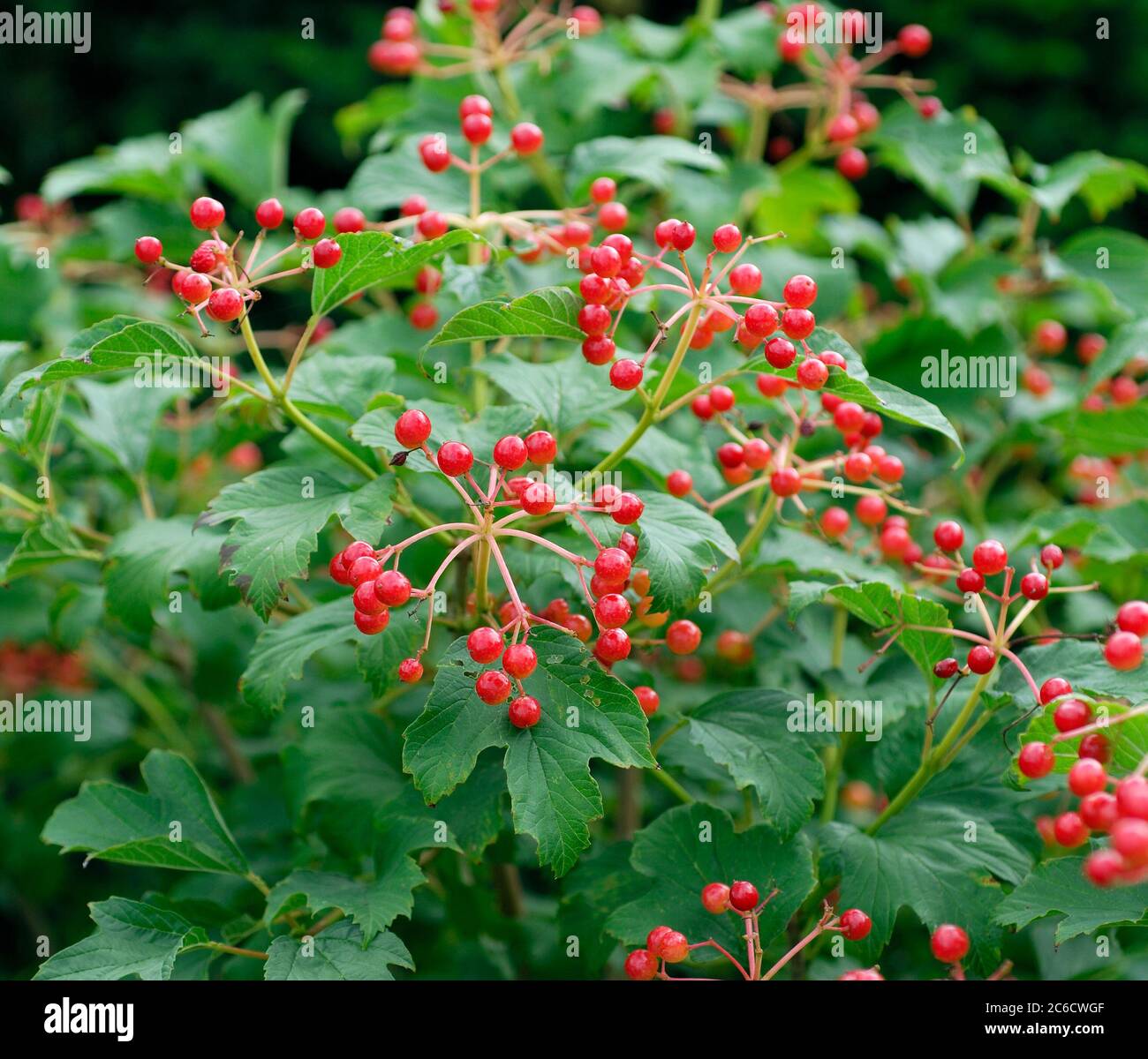 Viburnum opulus Compactum, Viburnum opulus compactum Stock Photo - Alamy