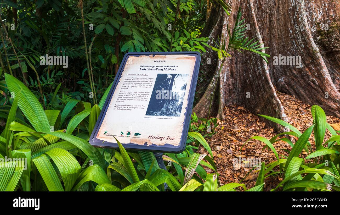 Singapore jelawai tree hi-res stock photography and images - Alamy