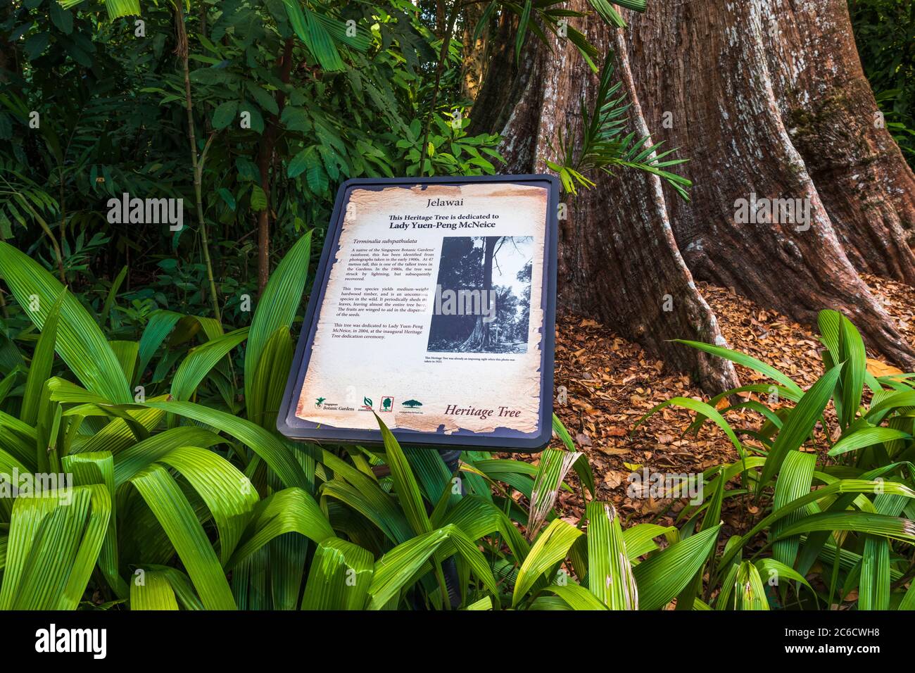 Jelawai Heritage Tree at Singapore Botanic Gardens, Singapore, Republic ...