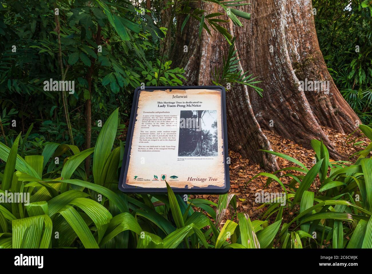 Jelawai Heritage Tree at Singapore Botanic Gardens, Singapore, Republic ...