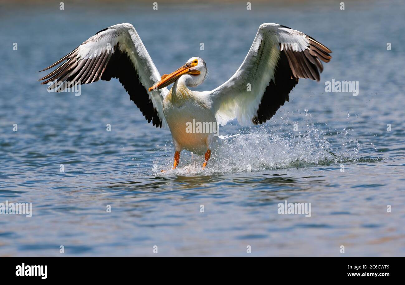 An American White Pelican with large open wings skids across the water ...