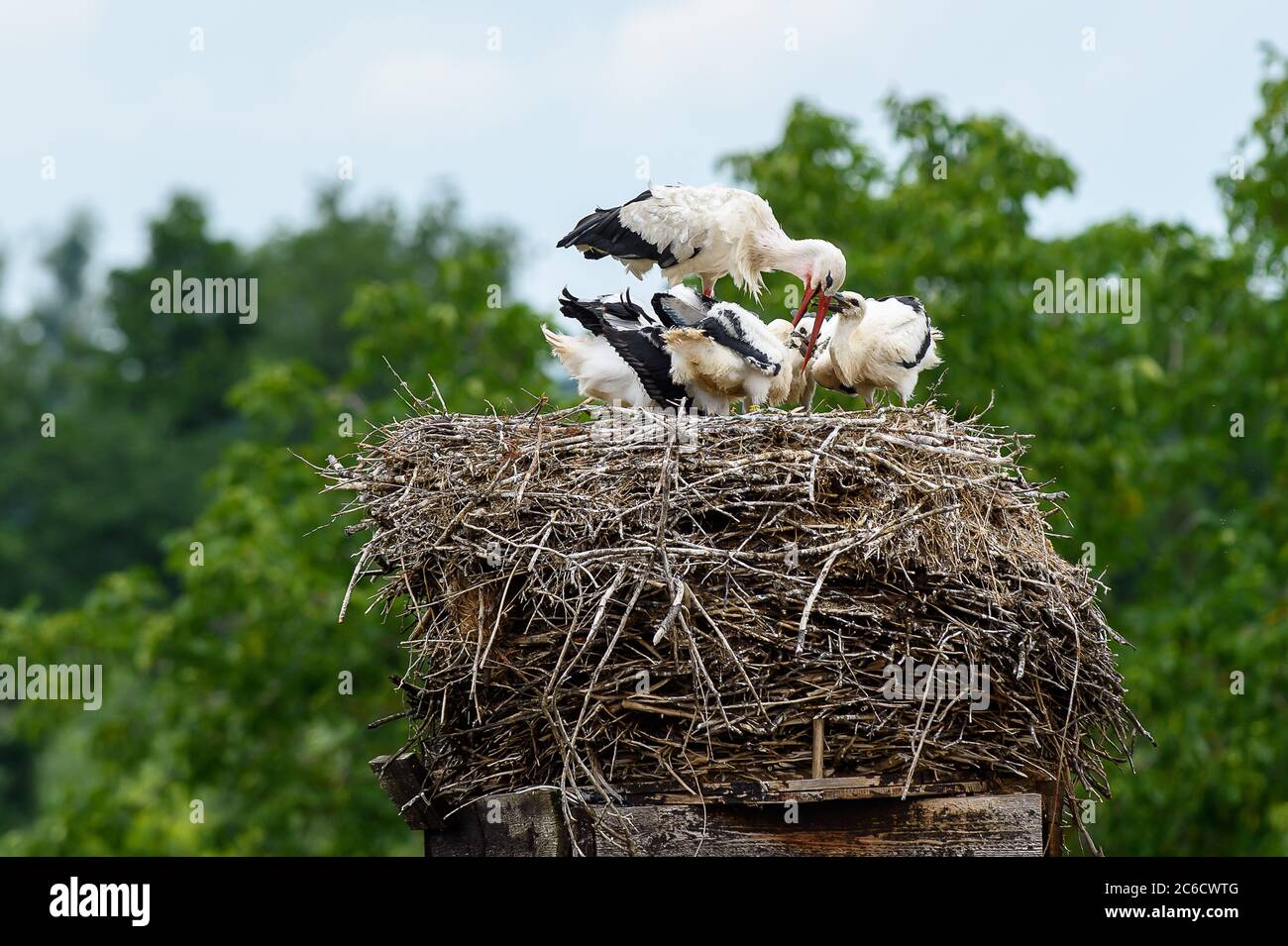 Young in nests this time of year hi-res stock photography and images ...