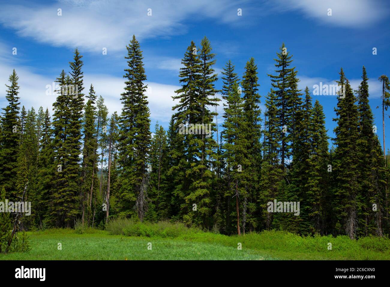 Forest trees, Deschutes National Forest, Cascade Lakes National Scenic ...