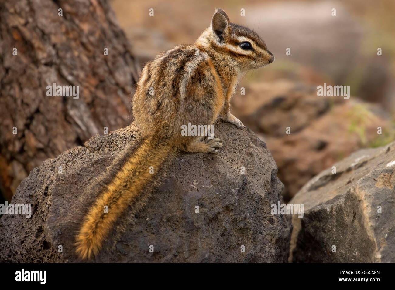 Chipmunk, Cabin Lake Viewing Blind, Deschutes National Forest, Oregon ...