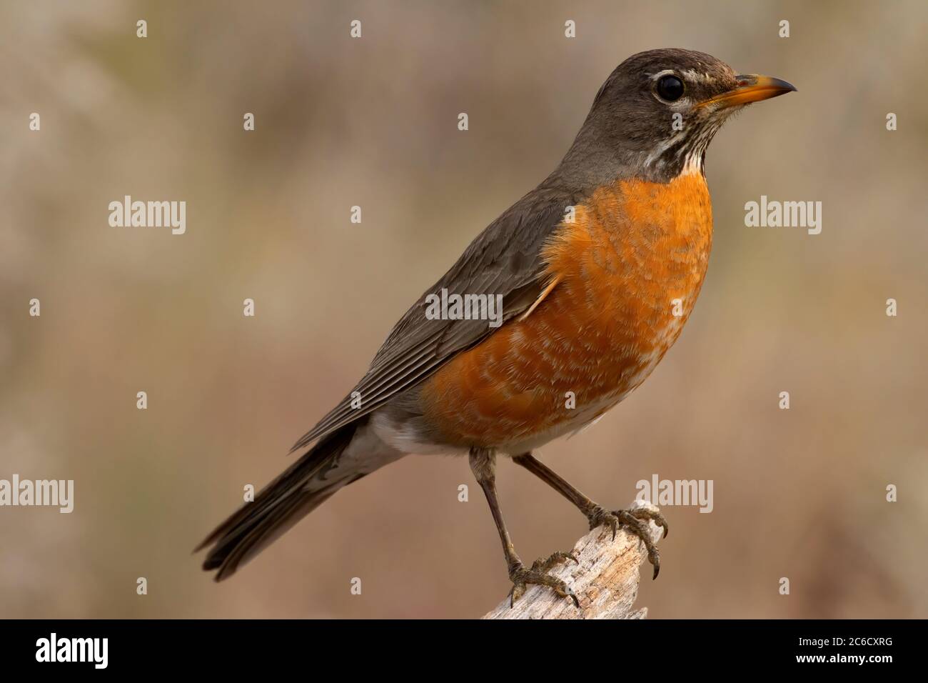 American robin (Turdus migratorius), Cabin Lake Viewing Blind ...
