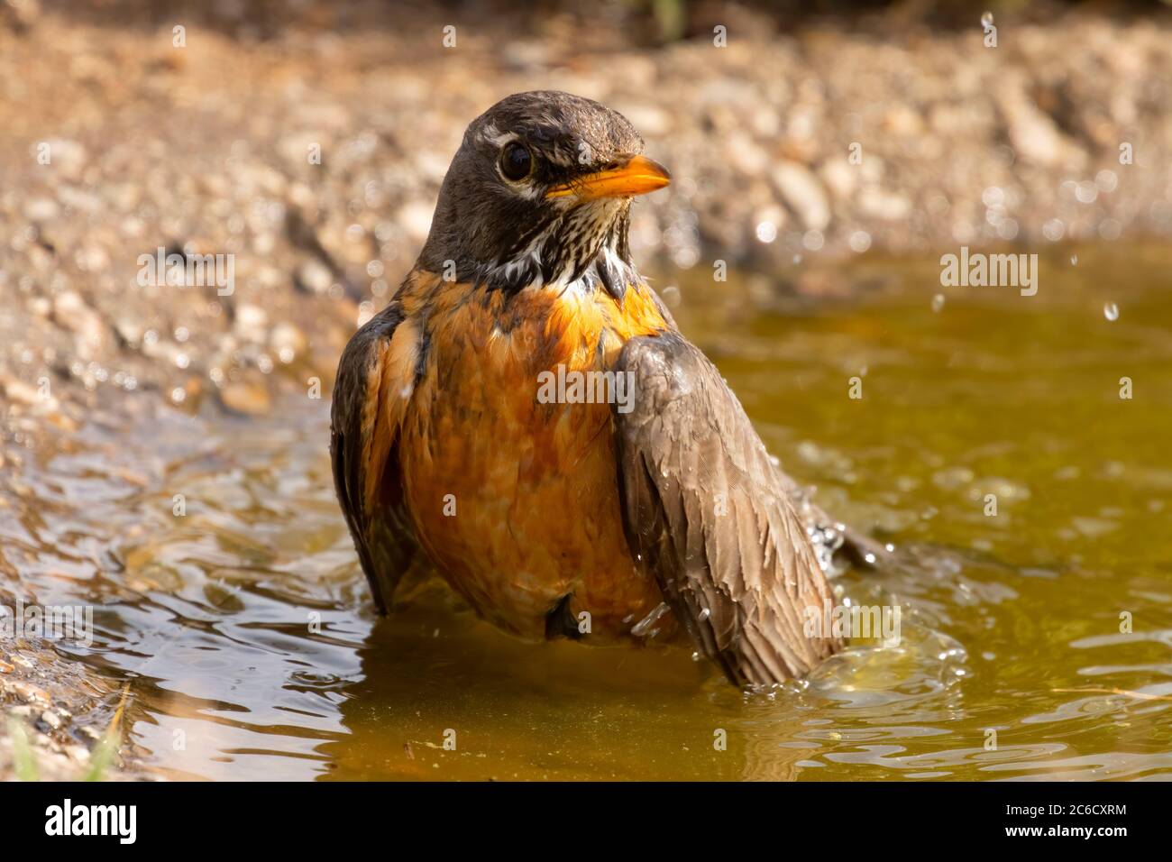 American robin (Turdus migratorius) taking bath, Cabin Lake Viewing ...
