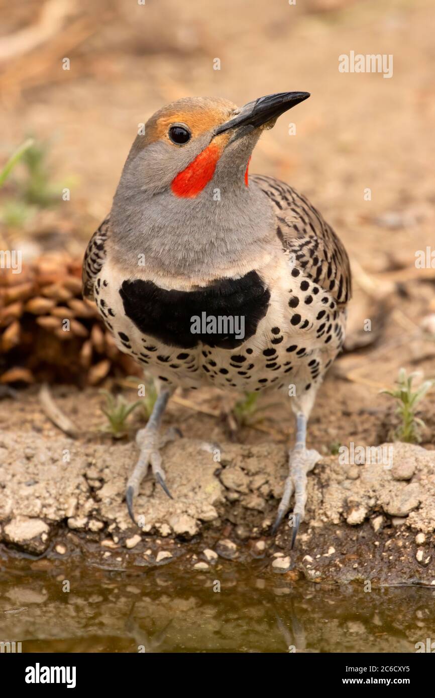Northern flicker (Colaptes auratus), Cabin Lake Viewing Blind ...