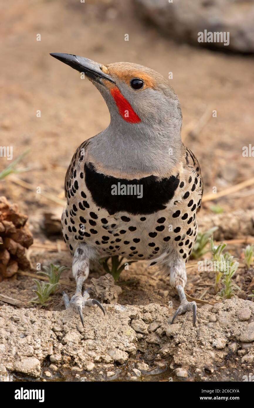 Northern flicker (Colaptes auratus), Cabin Lake Viewing Blind ...