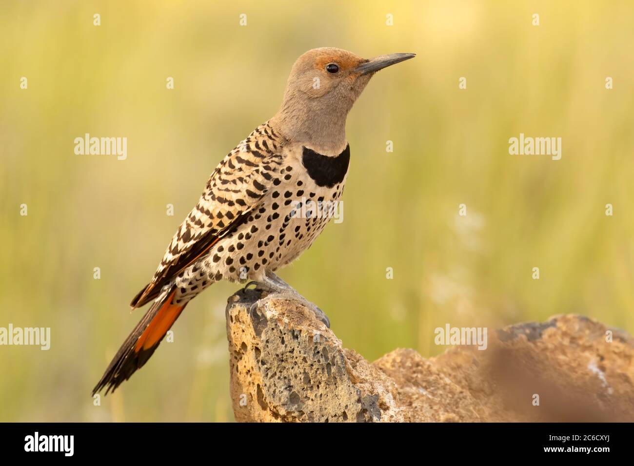 Northern flicker (Colaptes auratus), Cabin Lake Viewing Blind ...