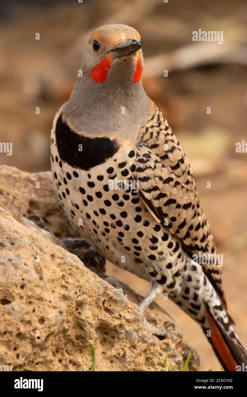 Northern flicker (Colaptes auratus), Cabin Lake Viewing Blind ...