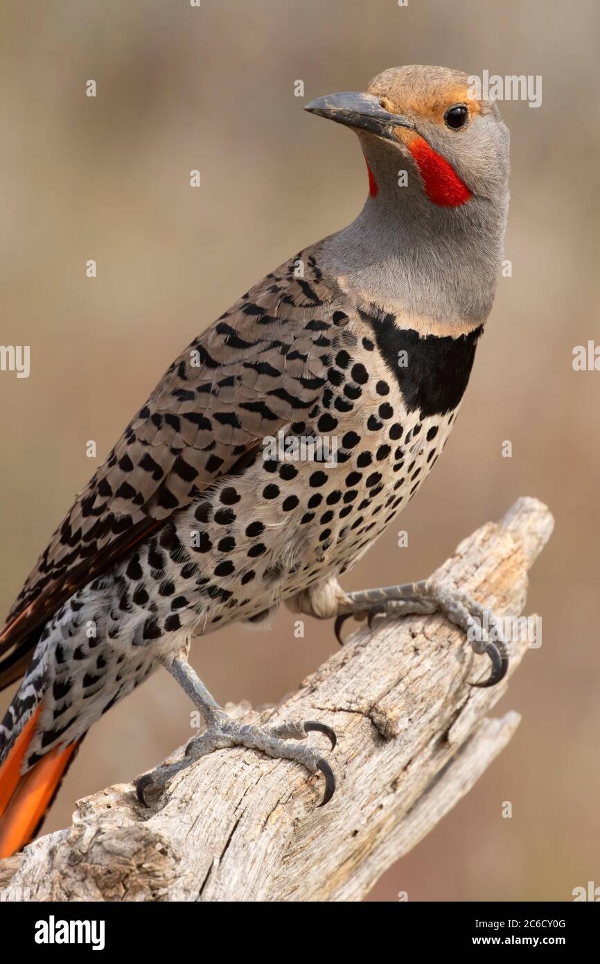 Northern flicker (Colaptes auratus), Cabin Lake Viewing Blind ...