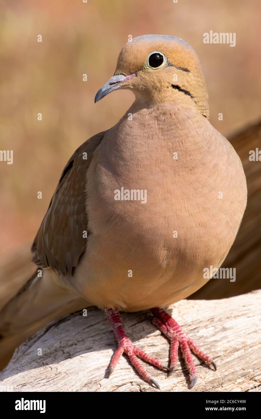 Mourning Dove (Zenaida macroura), Cabin Lake Viewing Blind, Deschutes ...