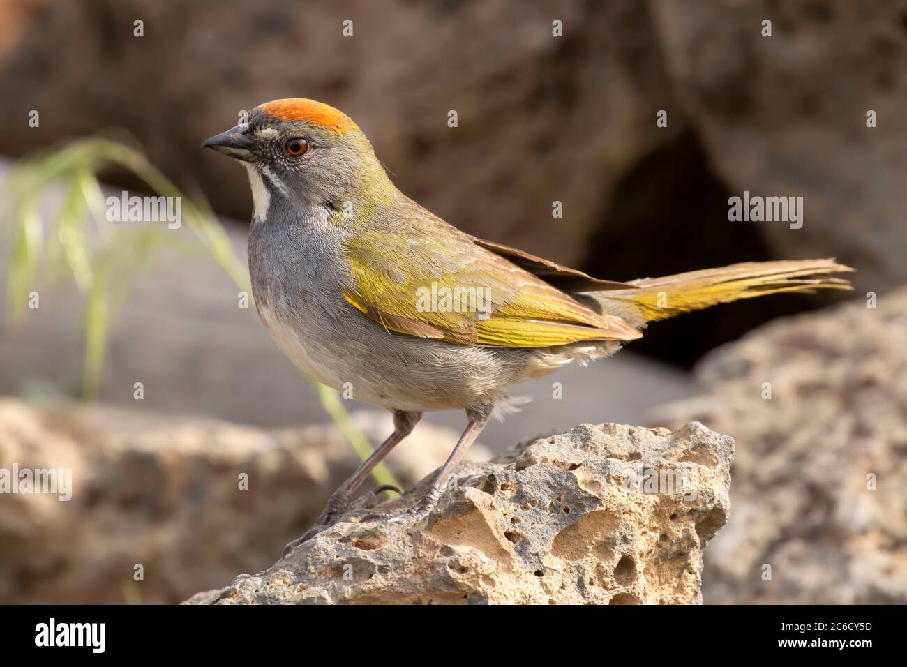 Green-tailed towhee (Pipilo chlorurus), Cabin Lake Viewing Blind ...