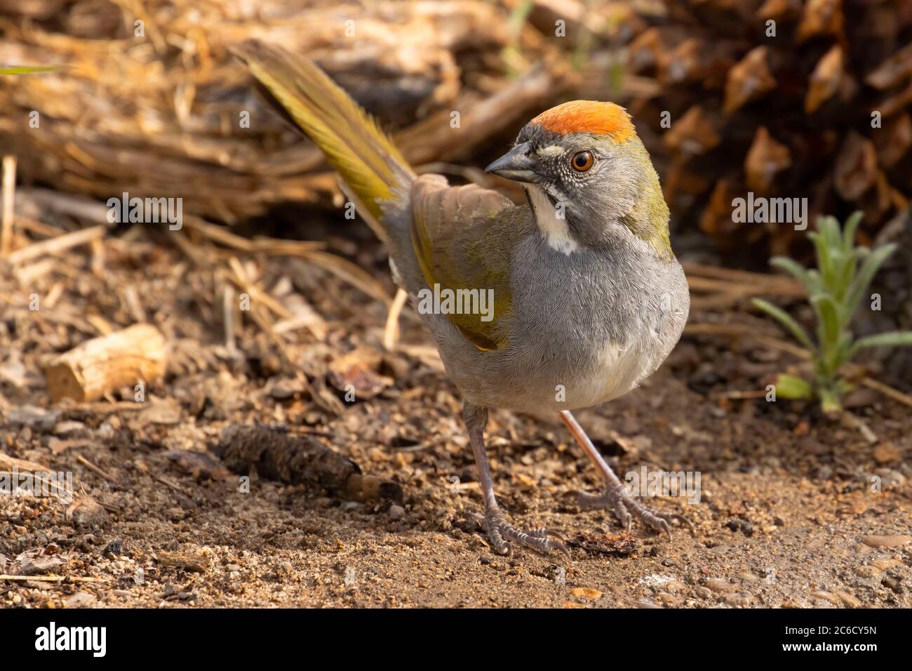 Green-tailed towhee (Pipilo chlorurus), Cabin Lake Viewing Blind ...