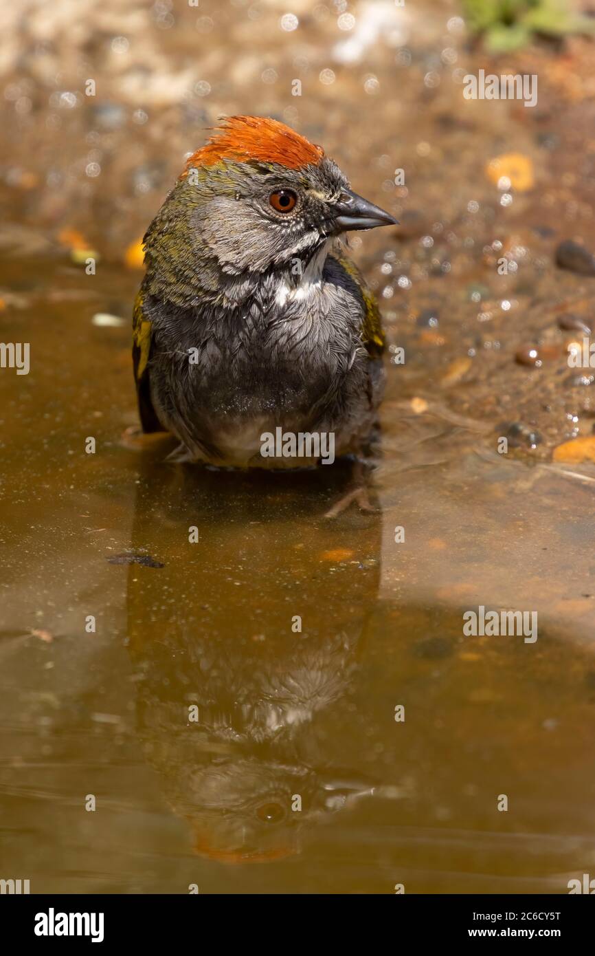 Green-tailed towhee (Pipilo chlorurus) taking bath, Cabin Lake Viewing ...