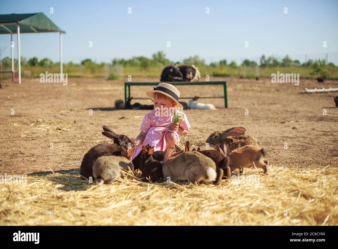 Rabbit field sunrise hi-res stock photography and images - Alamy