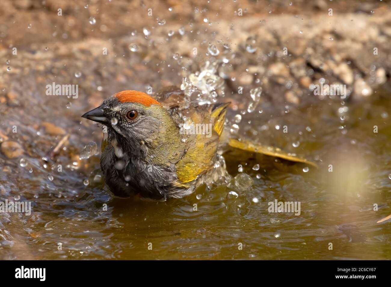 Green-tailed towhee (Pipilo chlorurus) taking bath, Cabin Lake Viewing ...