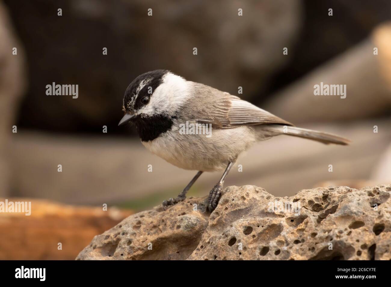 Mountain Chickadee (Poecile gambeli), Cabin Lake Viewing Blind ...